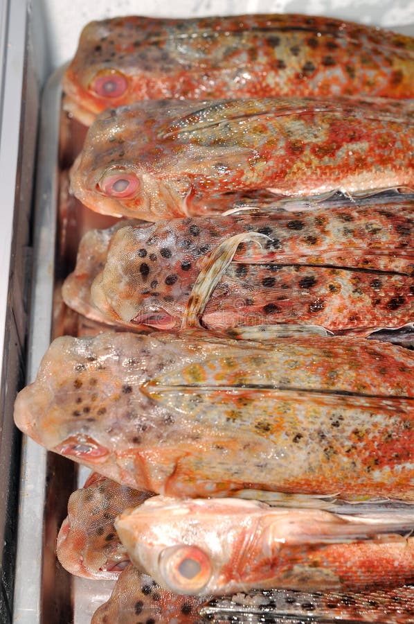 Boxfish stock photo. Image of juvenile, cook, asia, cuisine - 55583064