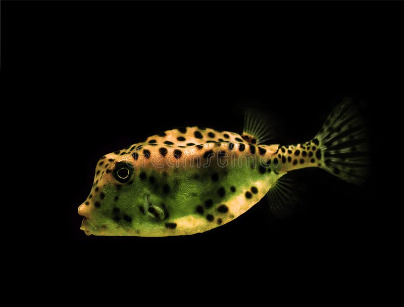Box-fish stock photo. Image of saltwater, fauna, wildlife - 139575960