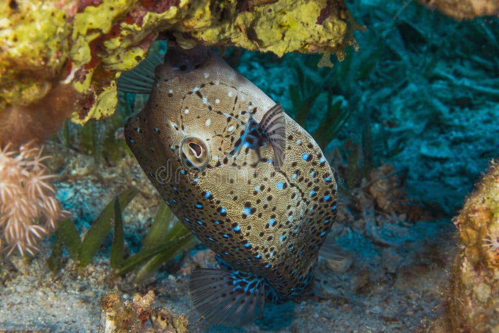 Boxfish ,red sea stock image. Image of divingpic, underwaterphotography ...