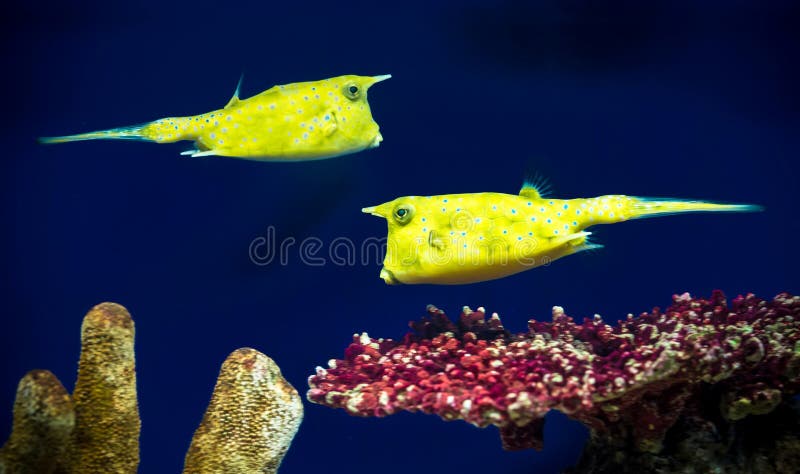 Boxfishes stock image. Image of marine, school, boxfish - 64423835