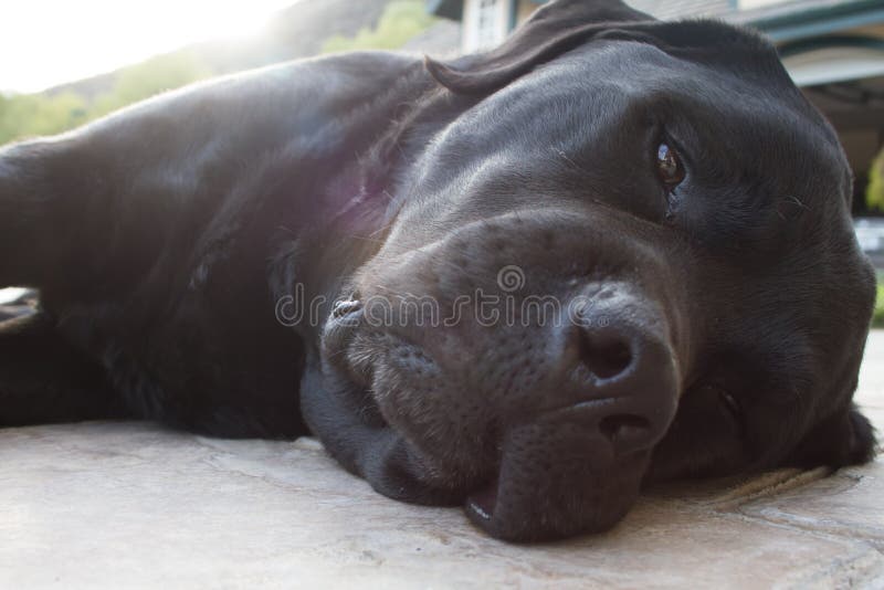 Boxhead Labrador stock image. Image of outdoors, july - 72914015