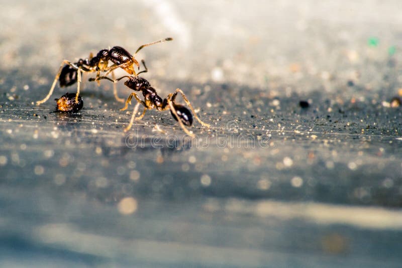 Boxing ants stock image. Image of magnification, pest - 98625401