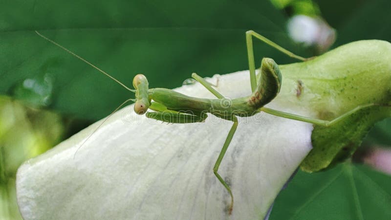 Boxing insect stock image. Image of opens, nature, world - 258092461