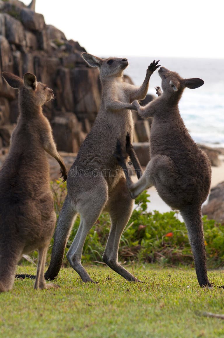 580 Funny Animal Boxing Stock Photos - Free & Royalty-Free Stock Photos ...