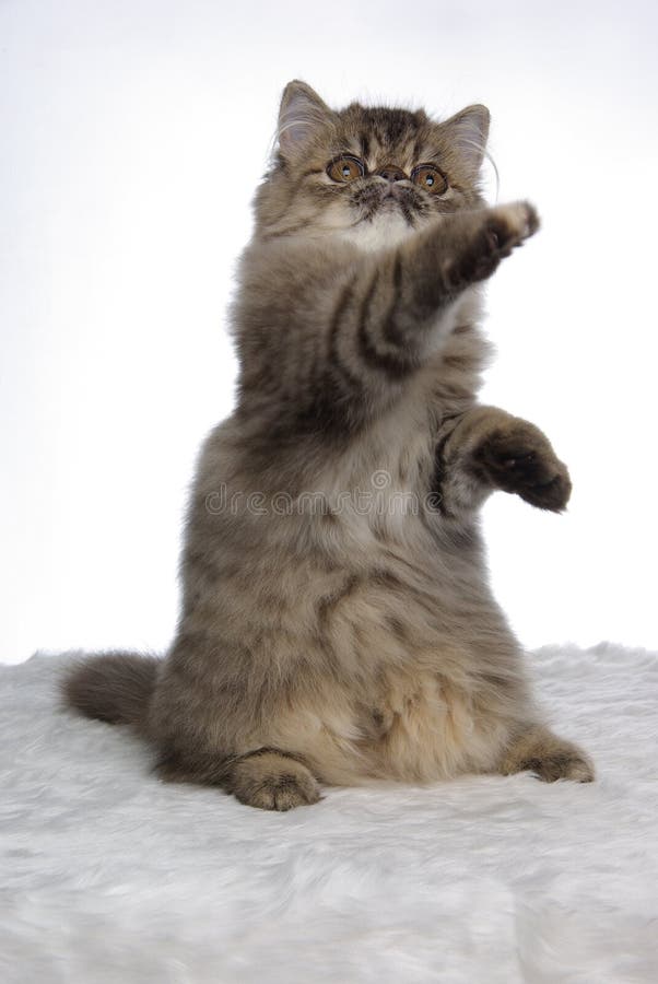 Boxing Kitty stock image. Image of persian, kittens, white - 7999033