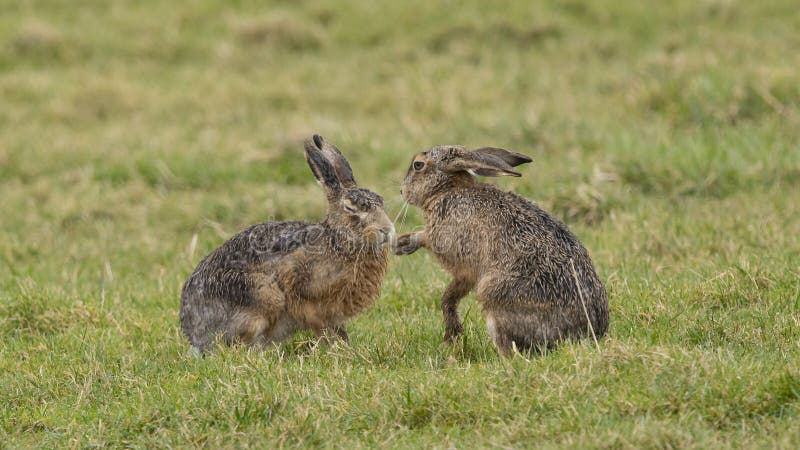 Hare in springtime stock photo. Image of nature, hares - 365718414