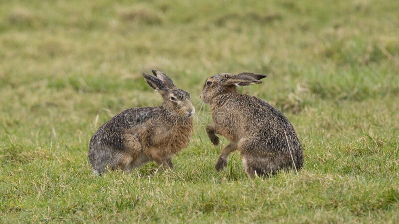 Hare in springtime stock photo. Image of rabbit, running - 365718422