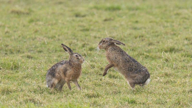 Hare in springtime stock image. Image of jackrabbit - 365718441