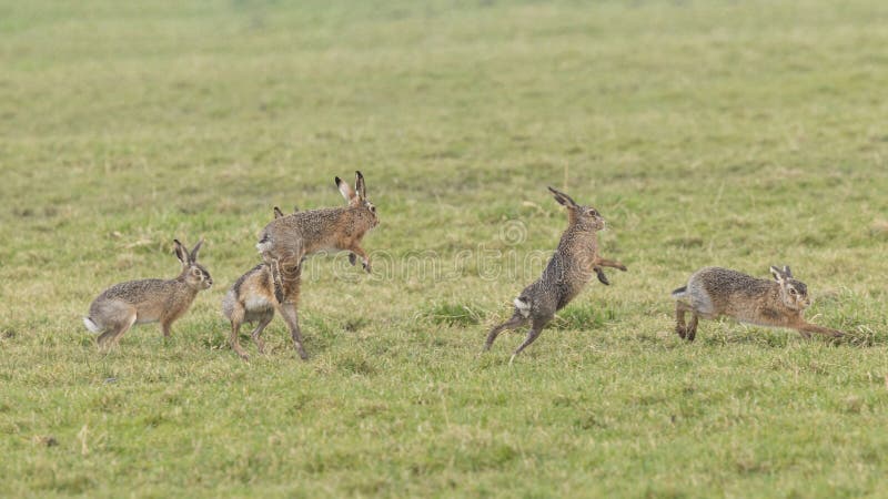 Hare in springtime stock photo. Image of hares, nature - 365718486