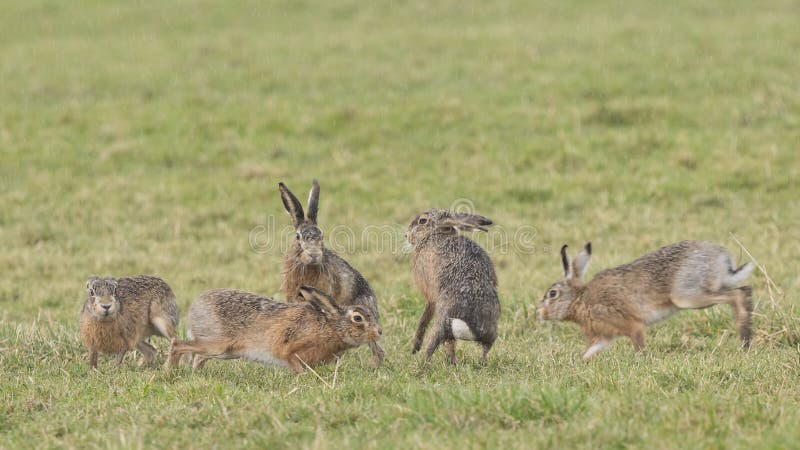 Hare in springtime stock photo. Image of sitting, speed - 365718530