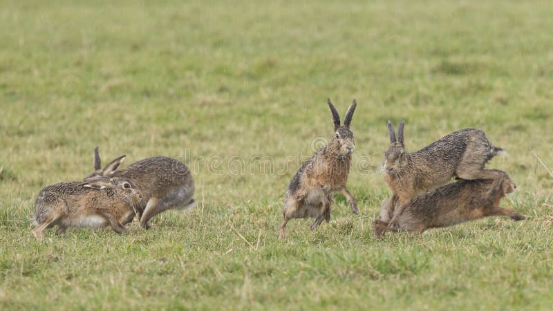 Hare in springtime stock image. Image of undefined, running - 365718545