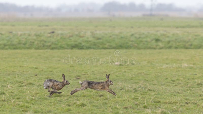 Hare in springtime stock photo. Image of savanna, plant - 365718562