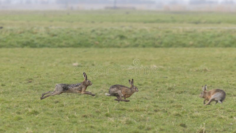 Hare in springtime stock photo. Image of legs, whiskers - 365718580