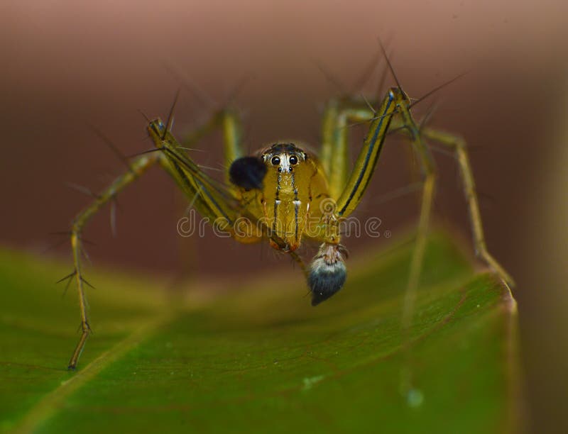 A Boxing Spider stock image. Image of green, nature - 242453461