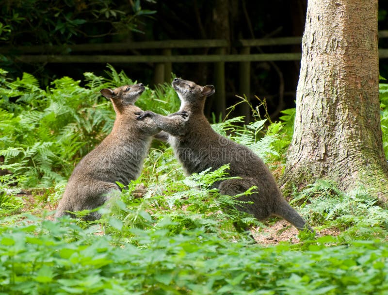 Boxing Wallabies stock image. Image of marsupial, wallaby - 10820927