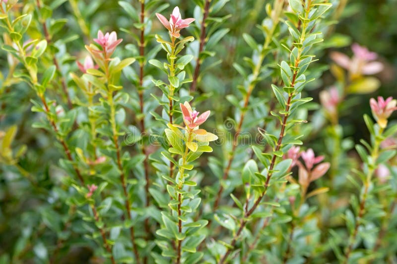 Boxleaf Eugenia, Syzygium Buxifolium Stock Photo - Image of nature ...