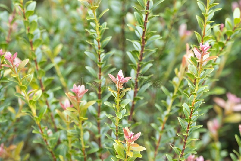 Boxleaf Eugenia, Syzygium Buxifolium Stock Photo - Image of closeup ...