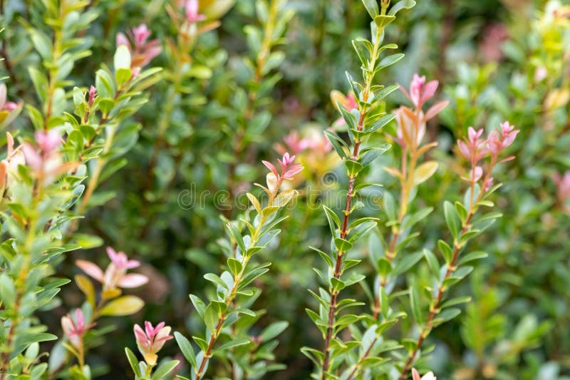 Boxleaf Eugenia, Syzygium Buxifolium Stock Image - Image of nature ...