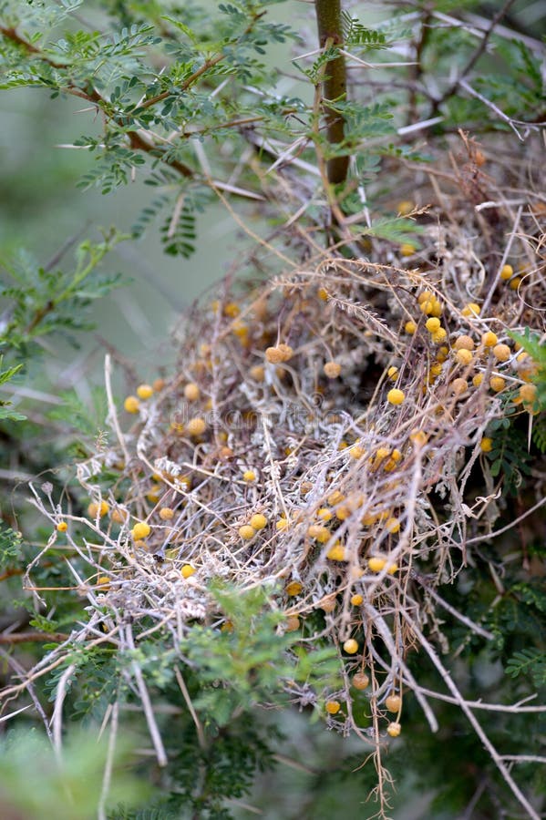 Boxthorn foto de stock. Imagem de flora, macro, fofofo - 40654920