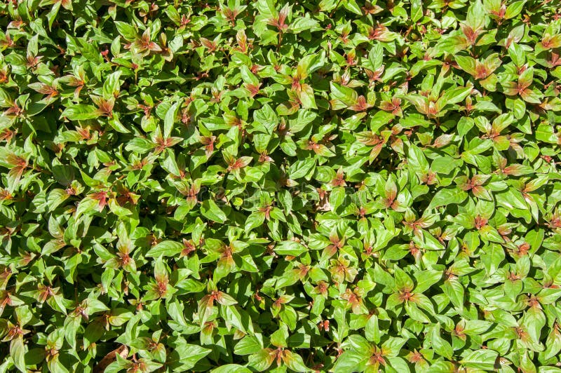 Boxtree stock image. Image of green, nature, growth, seamless - 56601071