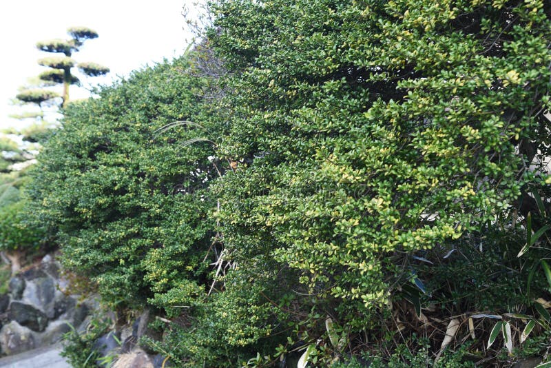 Boxus microphylla stock photo. Image of texture, boxwood - 174920588