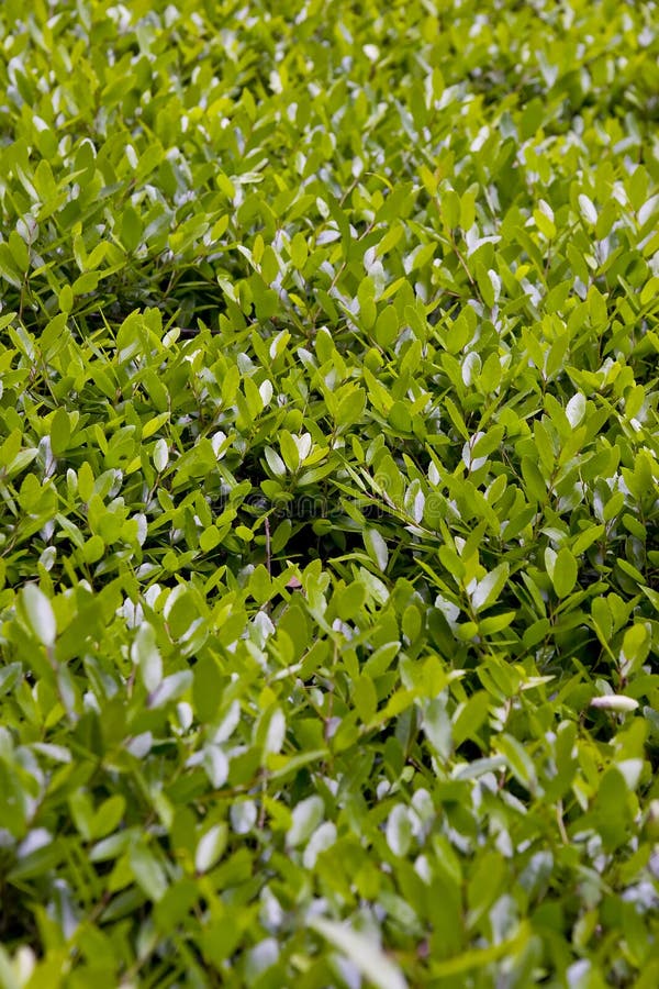 Boxwood background stock image. Image of hedge, plant, spring - 140669