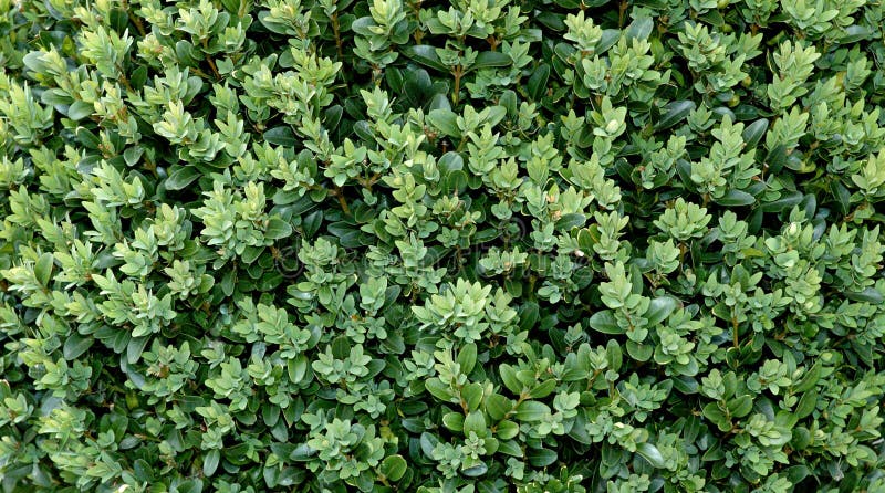 Boxwood background stock image. Image of hedge, plant, spring - 140669