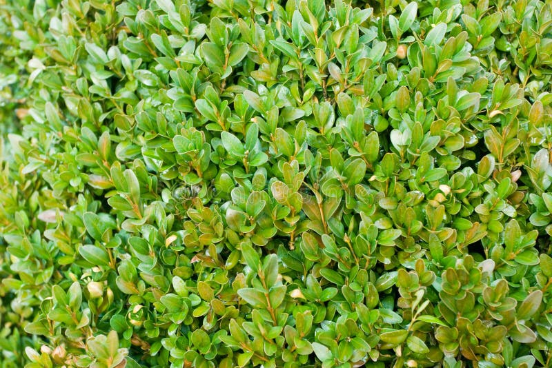 Boxwood background stock image. Image of hedge, plant, spring - 140669