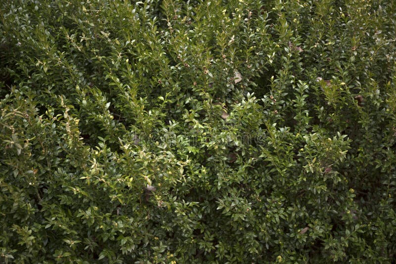 Boxwood background stock image. Image of hedge, plant, spring - 140669