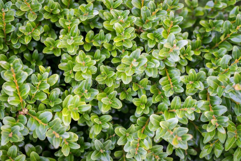 Boxwood Background in the Spring Garden Stock Image - Image of plant ...
