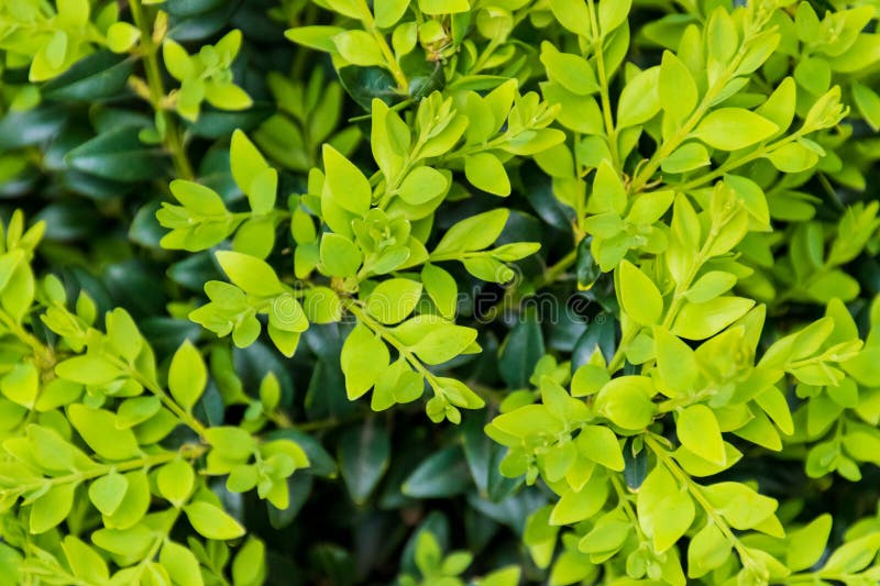 Boxwood Boxtree Box Fresh and Dark Green Leafs Stock Photo - Image of ...