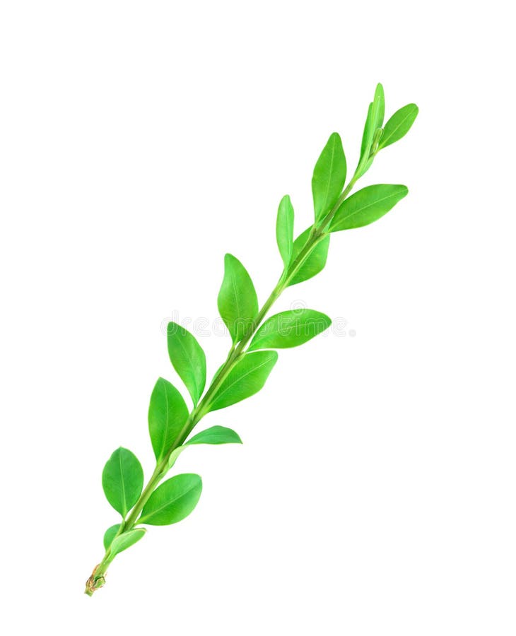 Boxwood Myrtle Branch in White Wase Stock Image - Image of branch ...