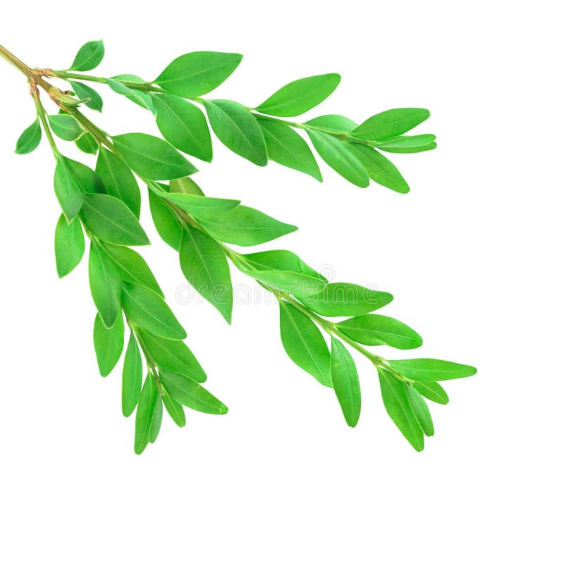 Boxwood branch stock photo. Image of natural, detail - 55278188