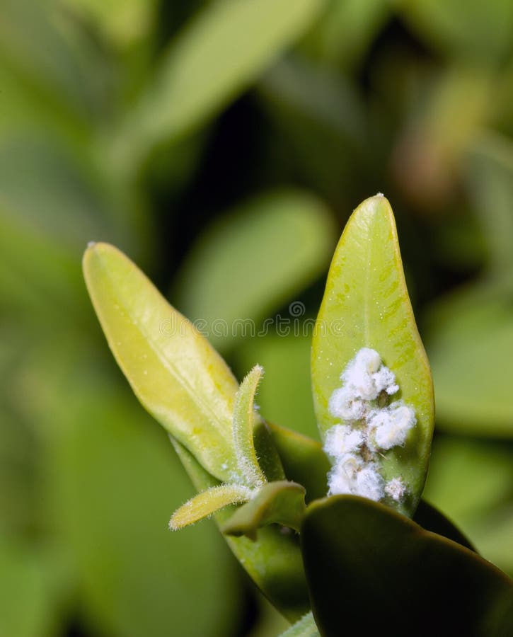 Boxwood Bush with Pests, Mealybug, Pest Control, Insecticides Stock ...