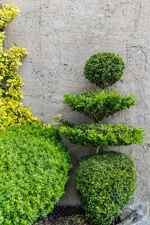 Boxwood Bushes on the Background of a Concrete Wall Stock Image - Image ...