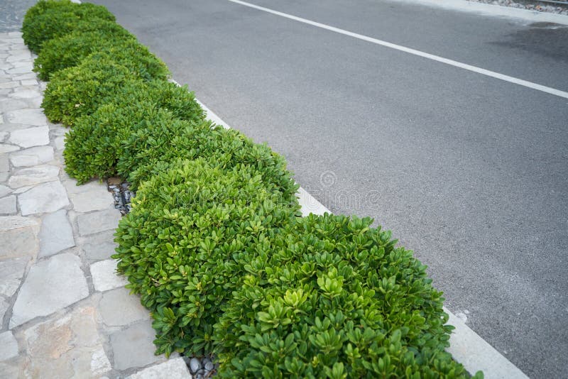 Boxwood Bushes Grow by the Asphalt Road Stock Photo - Image of ...