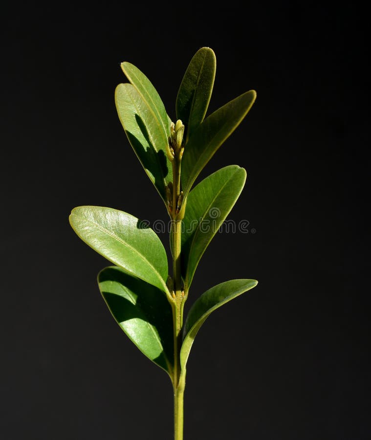 Boxwood, Buxus, Sempervirens Stock Photo - Image of immergruen, leaf ...