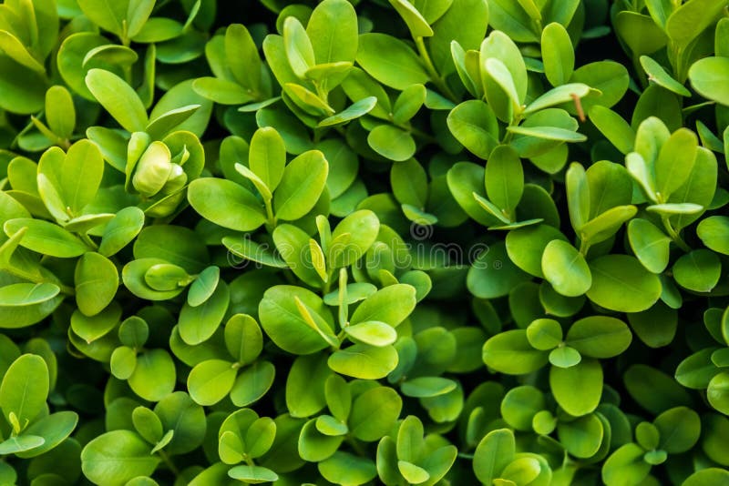 Boxwood stock photo. Image of growth, wallpaper, details - 97116406