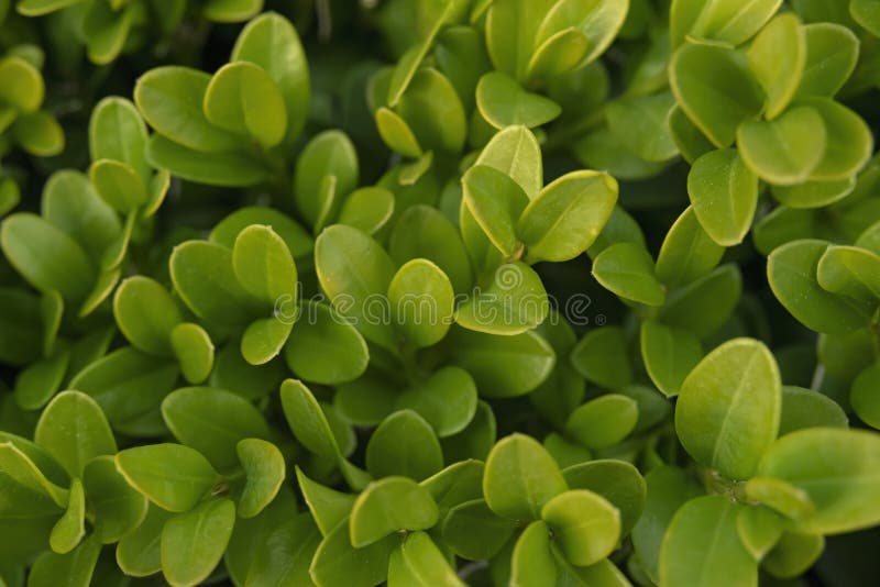 Boxwood Evergreen, or Caucasian Palm (Latin Buxus Sempervirens) is a ...