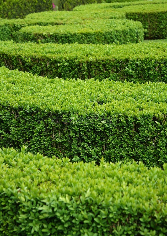 Boxwood hedge stock image. Image of gardening, fresh - 15055525