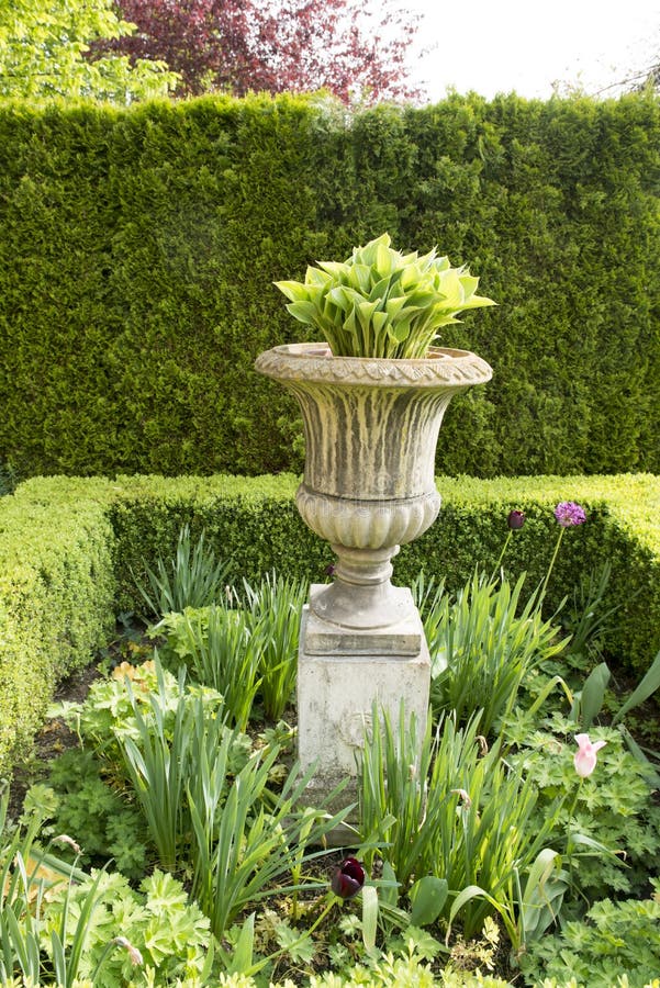 Amphora in Flower Bed. Foliage Ornamental Perennial, Beautiful Leaves ...