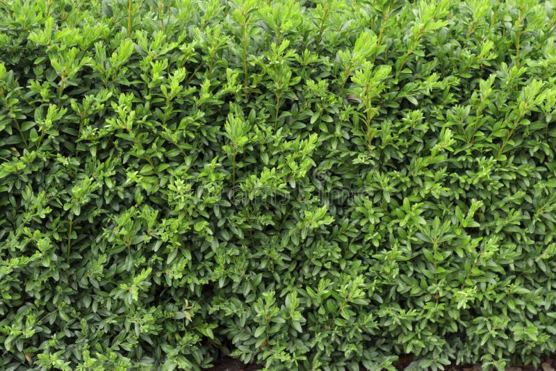 3,003 Boxwood Hedge Photos - Free & Royalty-Free Stock Photos from ...