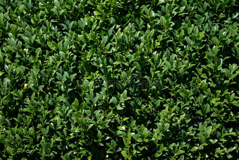 Boxwood hedge texture stock image. Image of decoration - 195995433