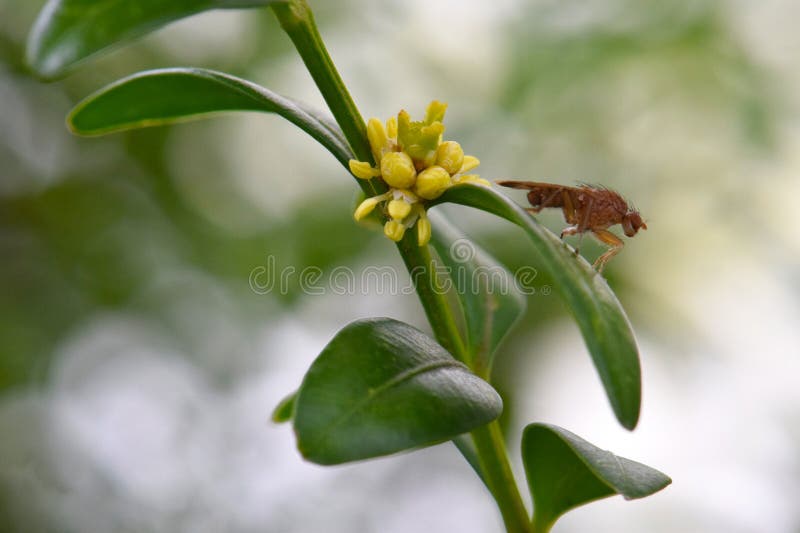 Suillia Fly on Green Leaf 01 Stock Image - Image of suillia, flies ...
