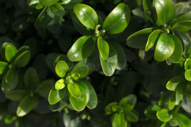 Boxwood Leaves Background, Top View Stock Photo - Image of garden ...