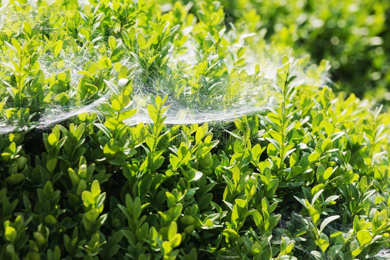 Boxwood plant stock photo. Image of foliage, flora, detail - 82583660