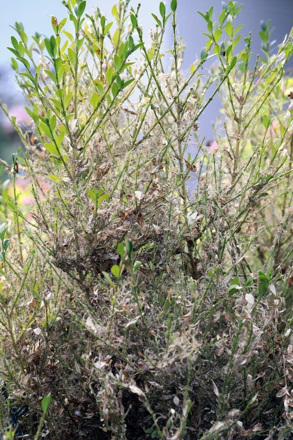 Boxwood Shrub Infested and Destroyed by Caterpillars of Box Tree Moth ...