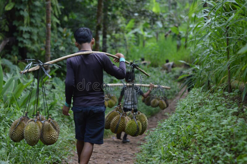 Boy of baduy tribe editorial stock photo. Image of clothing - 203541683