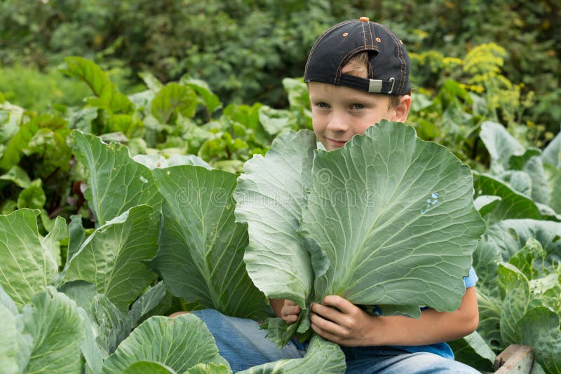 Boy on a Bed of Cabbage.Harvesting Vegetables. Stock Photo - Image of ...
