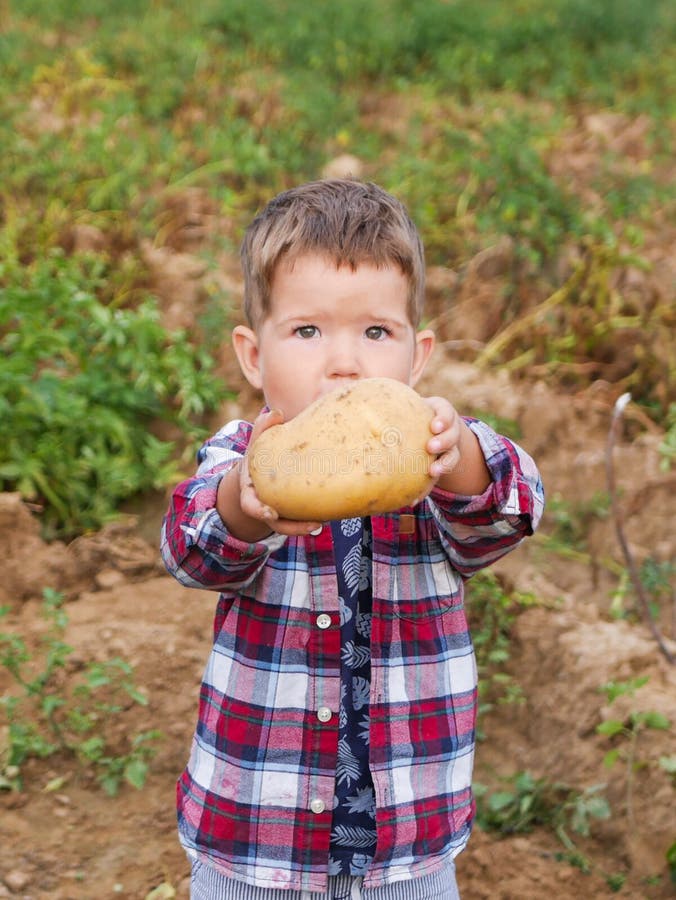 Boy with Big Fresh Potato in His Hands. Stock Image - Image of potato ...